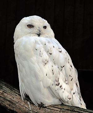Snowy owl Facts for Kids