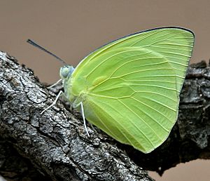 Common emigrant Facts for Kids