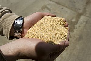 Soybean meal Facts for Kids
