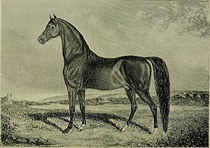 Ethan Allen (horse) Facts for Kids