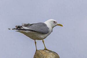 Common gull for Kids