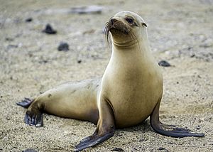 Galápagos sea lion Facts for Kids
