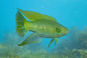 Greenbone Facts for Kids