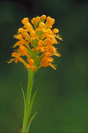 Crested yellow orchid Facts for Kids