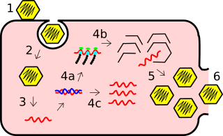 Image: Virus Replication Cycle