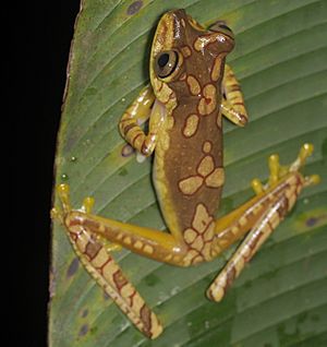 Imbabura tree frog Facts for Kids