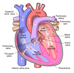 Atrium (heart) Facts for Kids