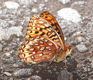 Northwestern fritillary Facts for Kids