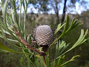 Isopogon Facts for Kids