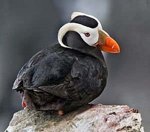 Tufted puffin Facts for Kids