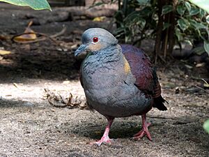 Crested quail-dove Facts for Kids