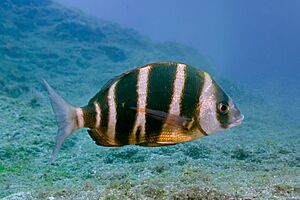 Zebra sea bream Facts for Kids
