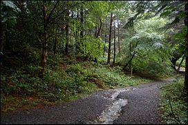 Donard Forest Facts for Kids