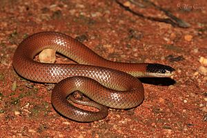 Whip snake Facts for Kids