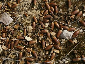 Mast (botany) Facts for Kids