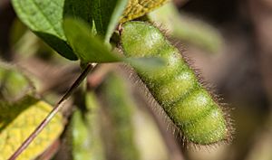 Cajanus scarabaeoides Facts for Kids