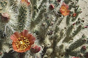 Wolf's cholla Facts for Kids
