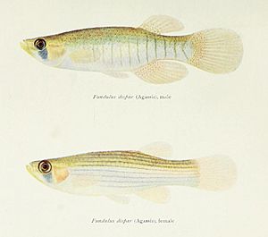 Fundulus dispar for Kids