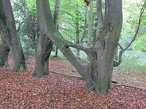 Nellie's Tree Facts for Kids