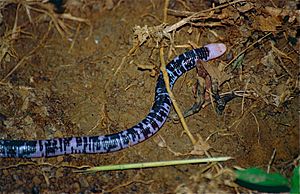 Black-and-white worm lizard Facts for Kids