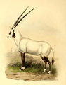 Oryx Facts for Kids