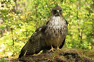 Rufous-tailed hawk Facts for Kids