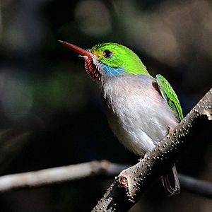 Cuban tody Facts for Kids