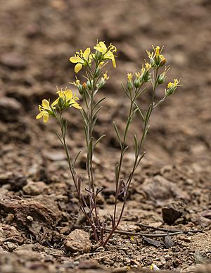 Brewer's dwarf flax Facts for Kids