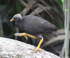 Micronesian megapode Facts for Kids