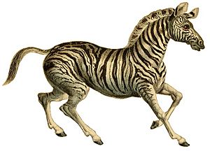 Equus (genus) Facts for Kids