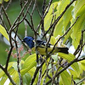 Turquoise tanager Facts for Kids