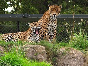 Chester Zoo Facts for Kids