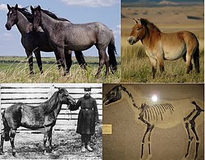 Wild horse Facts for Kids