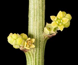 Exocarpos aphyllus Facts for Kids