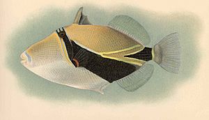 Reef triggerfish Facts for Kids