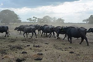 Deforestation of the Amazon rainforest Facts for Kids