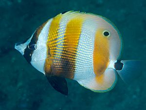 Orangebanded coralfish Facts for Kids