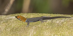 Yellow-headed gecko Facts for Kids