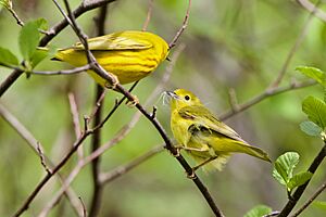 Yellow warbler Facts for Kids