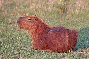 Capybara Facts for Kids