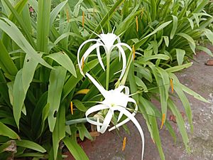 Beach spider lily for Kids