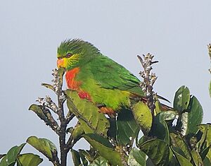 Orange-billed lorikeet Facts for Kids
