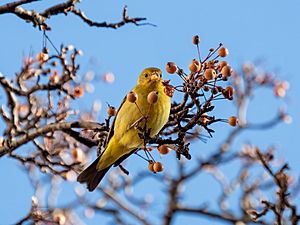 Western tanager Facts for Kids