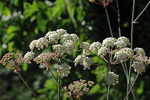 Kellogg's yampah Facts for Kids