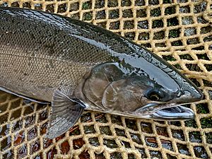 Coho salmon Facts for Kids