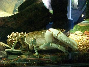 Murray crayfish Facts for Kids