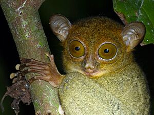 Horsfield's tarsier Facts for Kids