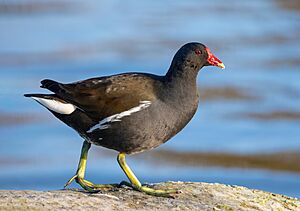 Common moorhen Facts for Kids