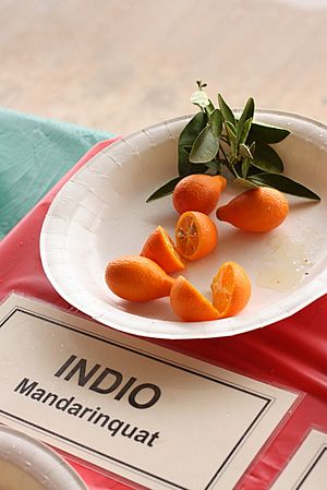 Mandarinquat Facts for Kids