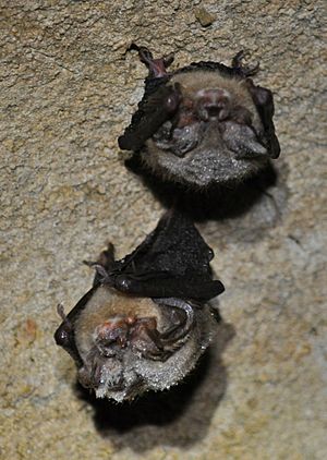 Virginia big-eared bat Facts for Kids